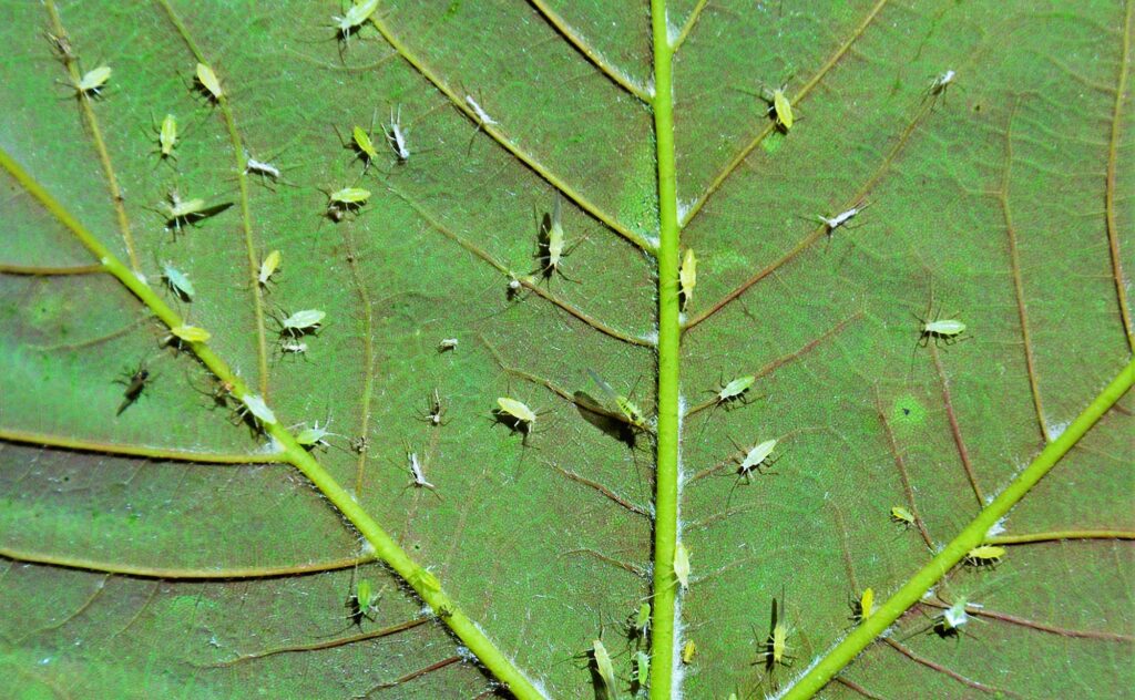 Insectos Auxiliares: Guardianes de la Agricultura ← Hortalan