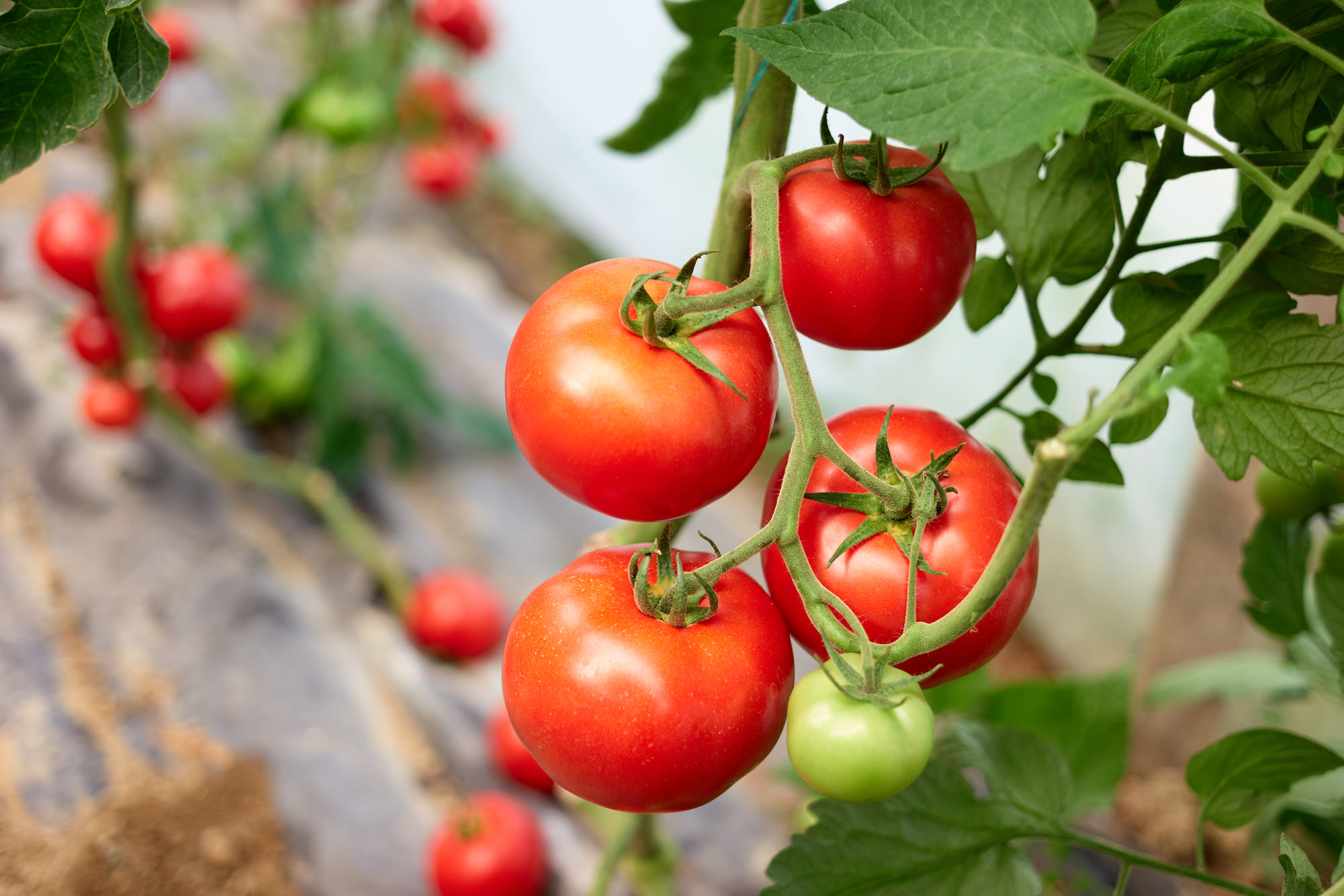 Plagas Y Enfermedades De La Planta Del Tomate Nematodos En Tomate: